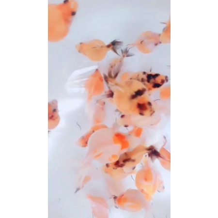 Jual IKAN MAS KOKI MUTIARA | Shopee Indonesia