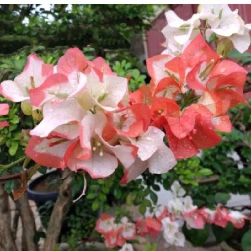 Jual Bibit TANAMAN HIAS BUGENVIL BUNGA KERTAS//MAHARANI | Shopee Indonesia