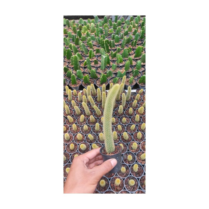 Jual Ekor tupai kuning ( BIGSIZE) | Shopee Indonesia