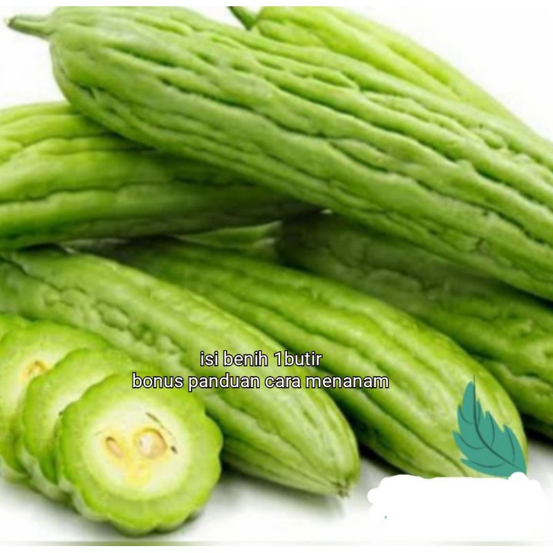 Jual benih pare/Paria bibit pare/Paria tanaman organik/hidroponik ...