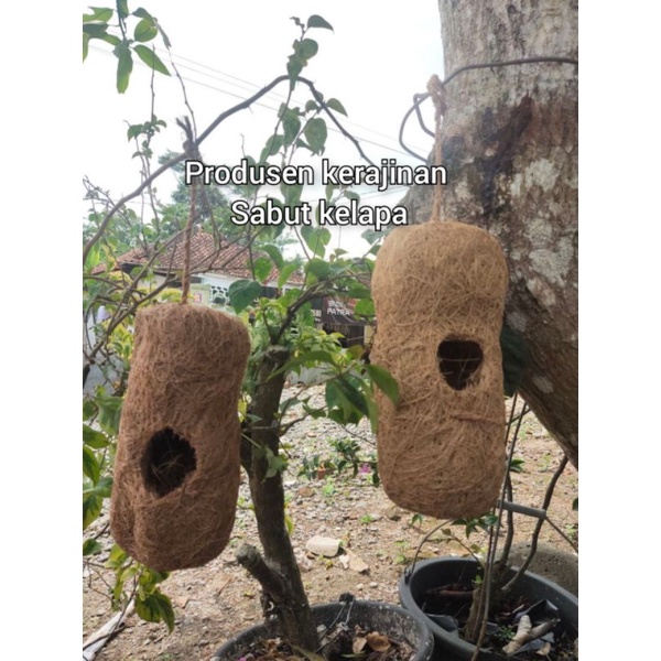 Jual GLODOK BURUNG SARANG BERTELUR KANDANG SUSUH SERABUT KELAPA ...