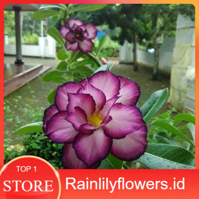 Jual TANAMAN HIAS ADENIUM SOLO THE PURPLE 1 SEEDS // KAMBOJA JEPANG ...