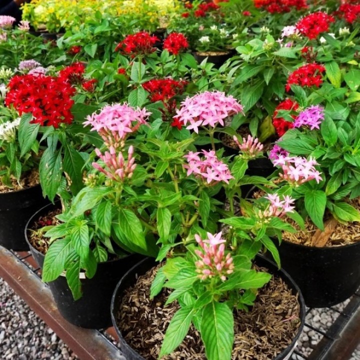 Jual Tanaman hias Verena merah / bunga Pentas merah Pohon Hidup ...