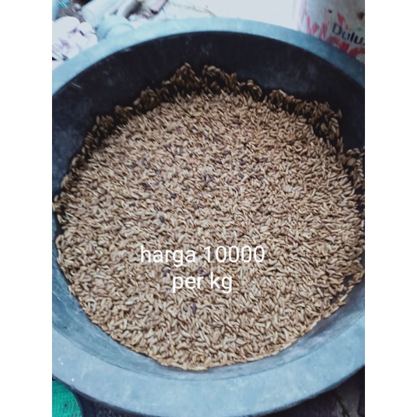 Jual magot fres kondisi hidup harga per 1000g | Shopee Indonesia