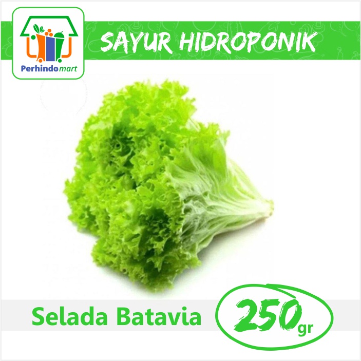 Jual Selada Batavia Hidroponik (Surabaya & Sidoarjo only) | Shopee ...