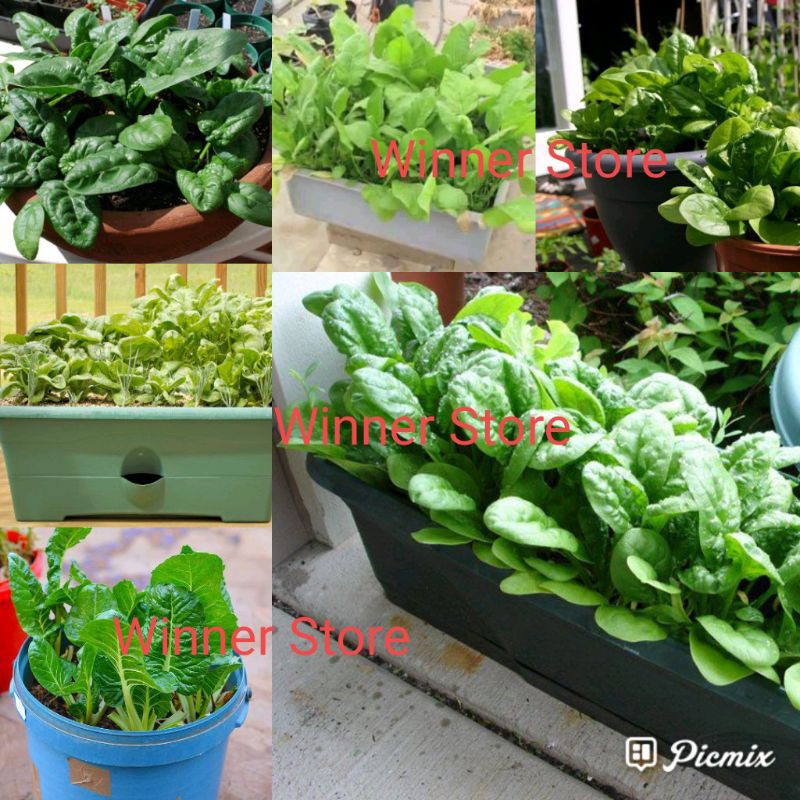 Jual Bibit Benih Sayuran Bayam Horenso (10 Butir) | Shopee Indonesia