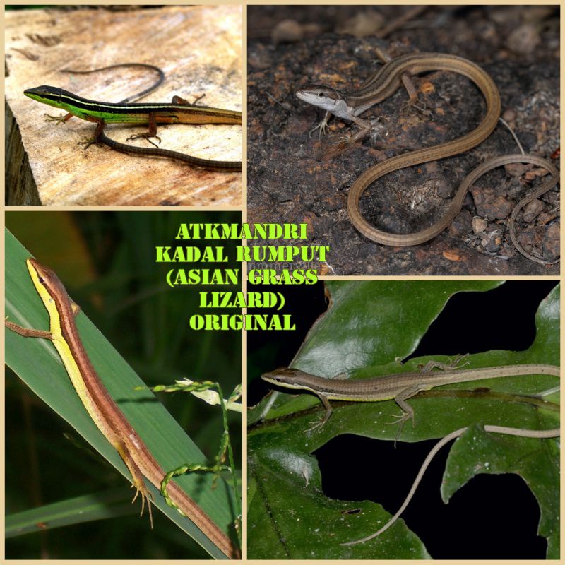 Jual KADAL RUMPUT ORIGINAL NEW | Shopee Indonesia
