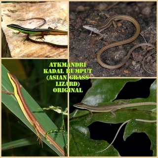 Jual Kadal Terlengkap & Harga Terbaru Juni 2024 | Shopee Indonesia