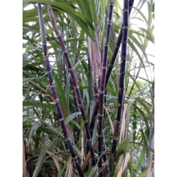 Jual bibit tebu wulung tebu ireng hitam per bibit siap tanam | Shopee ...