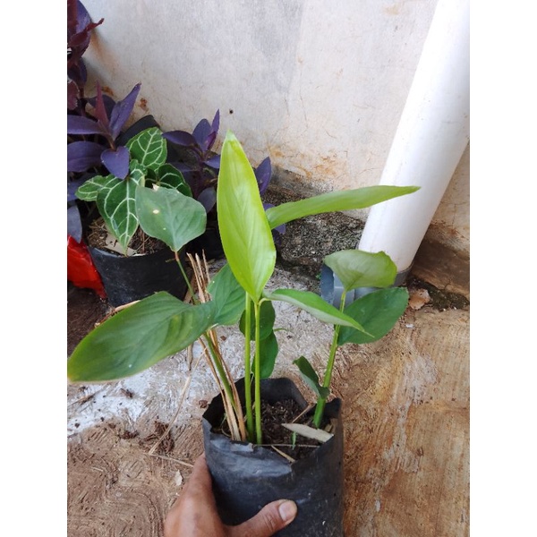 Jual tanaman herbal ubi Garut /tanaman hias pohon patat | Shopee Indonesia