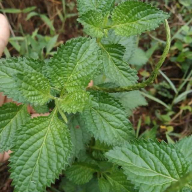 Jual Daun pecut kuda atau daun jarong segar 100gram organik siap petik ...