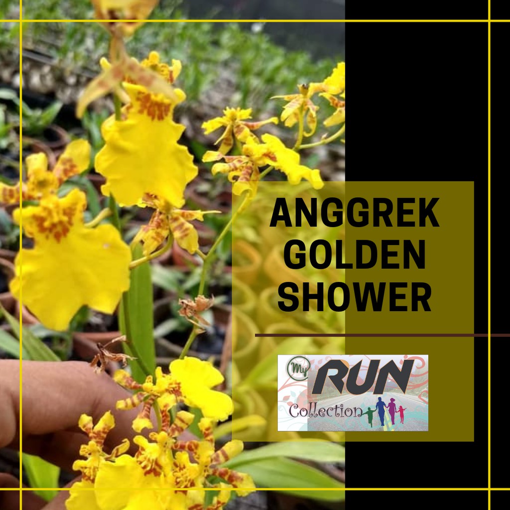 Jual Anggrek Oncidium Oncydium Golden Sower Shower (dewasa) | Shopee Indonesia