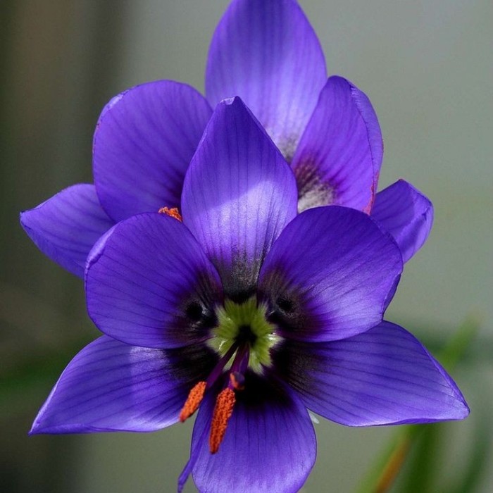 Jual TERMURAH tanaman hias bunga anggrek dendrobium purple langka (BISA ...