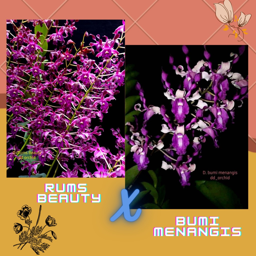 Jual DD Orchid Seedling Dendrobium Rums Beauty X Bumi Menangis | Shopee ...