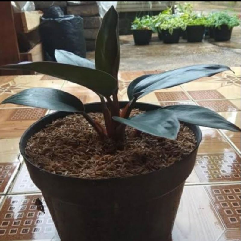 Jual Tanaman Hias Philodendron Red Congo - Congo rojo compacta | Shopee ...