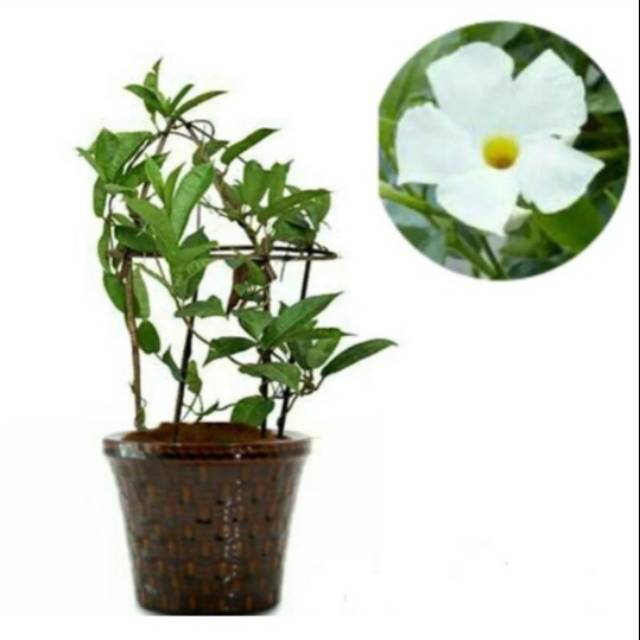 Jual Tanaman bunga mandevilla putih / white mandevilla | Shopee Indonesia