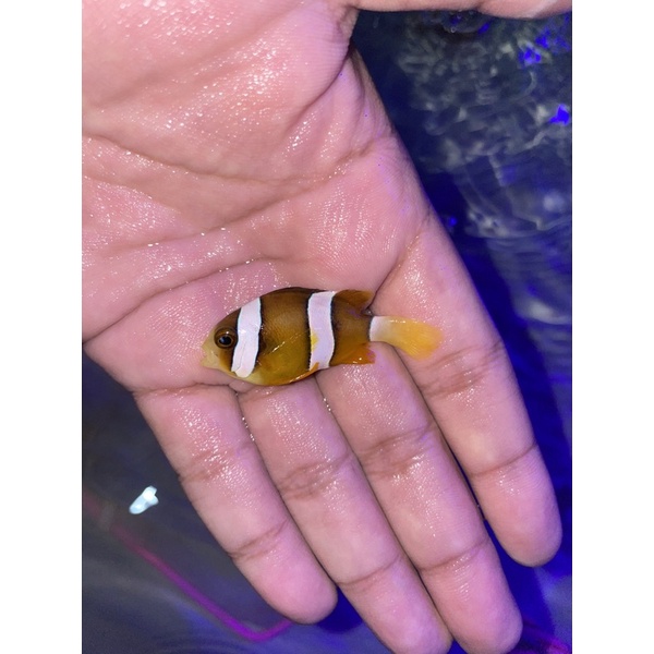 Jual Ikan Hias Laut / Polimas | Shopee Indonesia