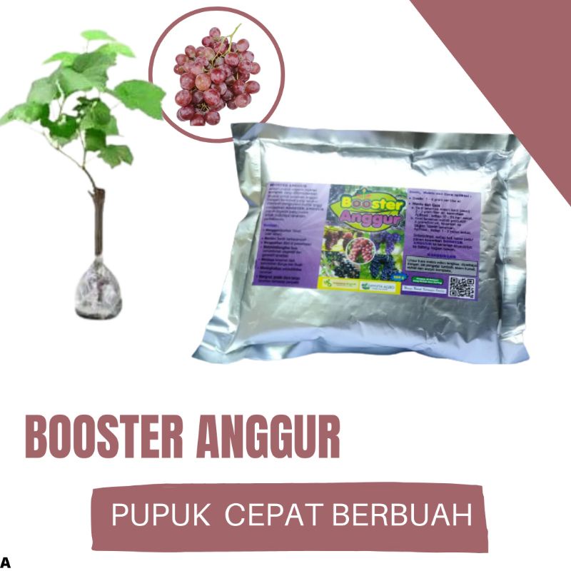 Jual Pupuk Anggur Masa Pertumbuhan Vegetatif, Booster Buah Anggur ...