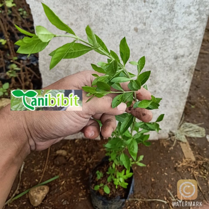 Jual Bibit tanaman daun henna pacar kuku/pacar arab tanaman herbal inai ...