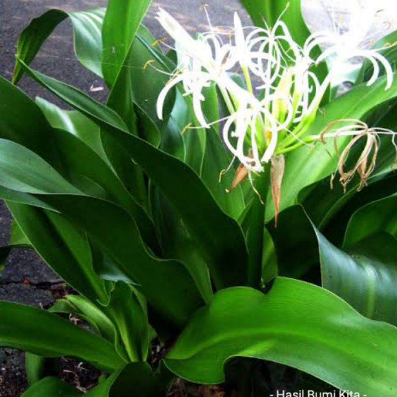 Jual Daun Bakung 1Kg Crinum Asiacitum Obat Herbal Terkilir Keseleo ...