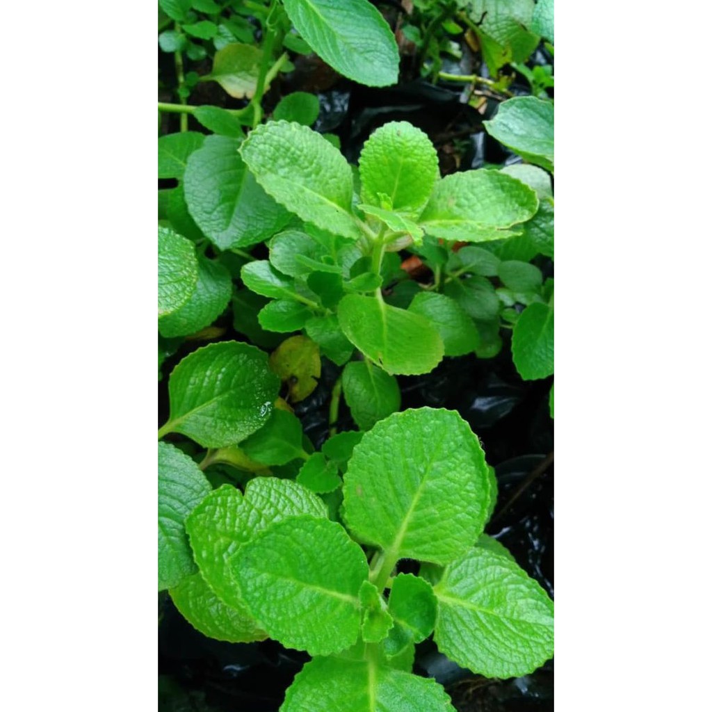 Jual Pusat Benih Tanaman. Bibit Tanaman Bangun-Bangun - Tanaman Daun ...