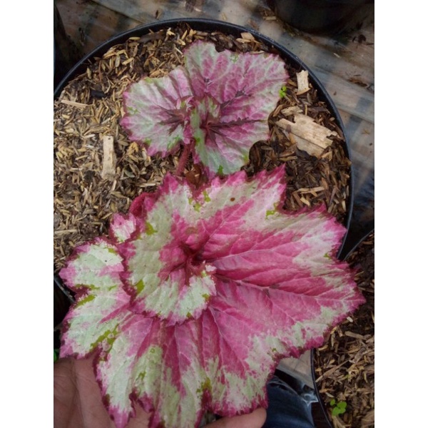 Jual tanaman begonia tapak dewa | Shopee Indonesia