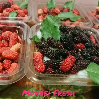 Jual Buah Mulberry Terlengkap & Harga Terbaru Juli 2024 | Shopee Indonesia