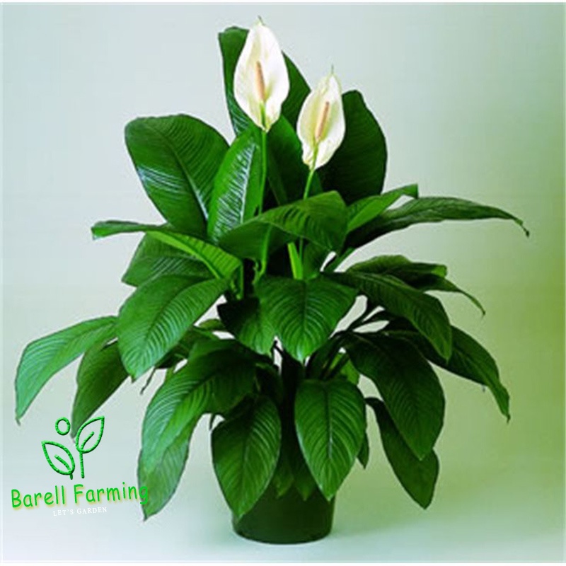 Jual Tanaman peyerap racun peace lily spatuflillum Bibit Tanaman Bunga ...
