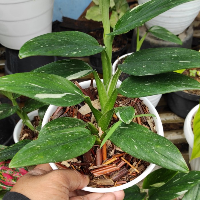Jual tanaman hias monstera Stanleyana varigata putih | Shopee Indonesia