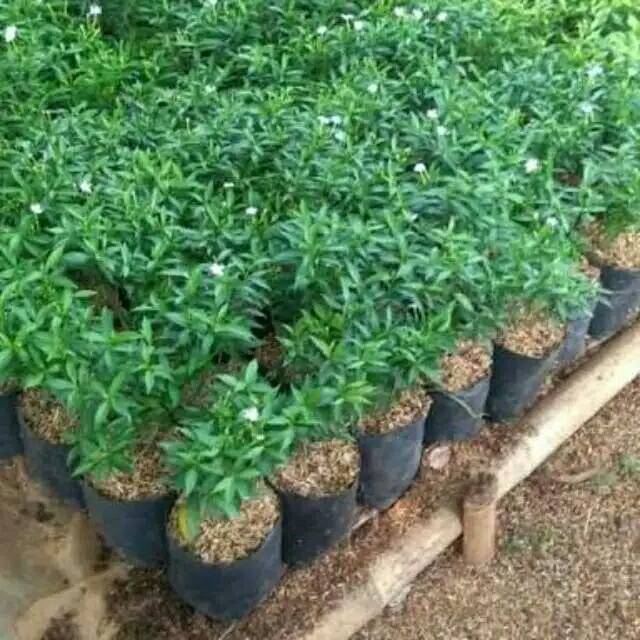 Jual promo Rembosa mini bunga putih | Shopee Indonesia