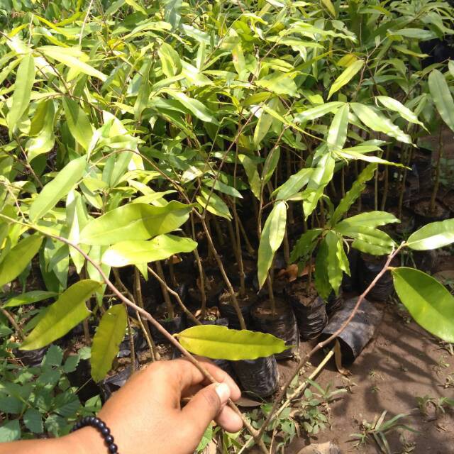 Jual BIBIT KAYU GAHARU SUPER | Shopee Indonesia