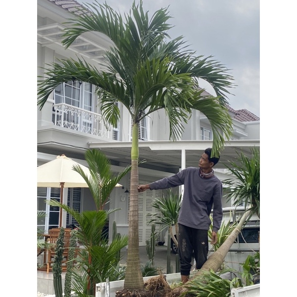 Jual tanaman hias palem putri ukuran besar // tinggi 3 meter | Shopee Indonesia