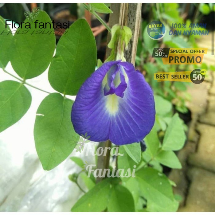 Jual Tanaman Herbal Bunga Telang - Kembang Teleng /BUNGA HIDUP TANAMAN ...
