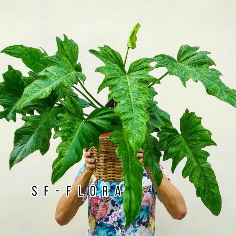 Jual Tanaman hias philo dragon varigata golden/philodendron dragon ...