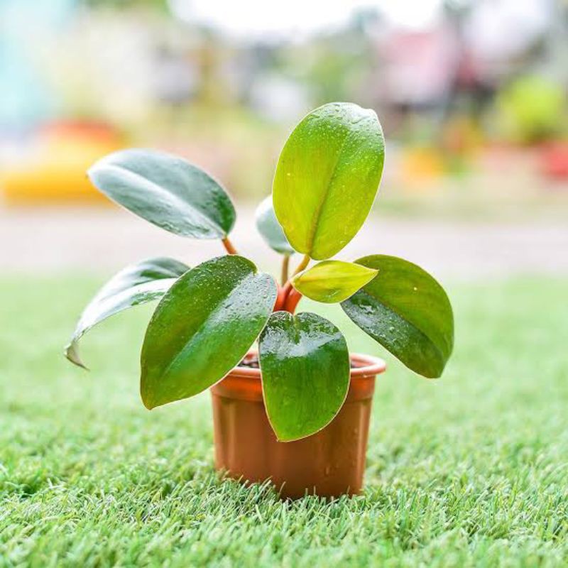 Jual Philo Merah Philodendron Red Mini Plant Red Back Philodendron ...