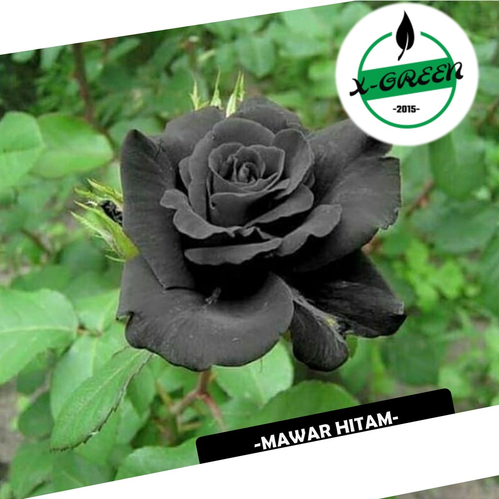 Jual Tanaman Tanaman Hias Bunga Mawar Hitam / Blackrose - (X-Green ...