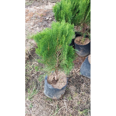 Jual tanaman cemara medan rimbun | Shopee Indonesia