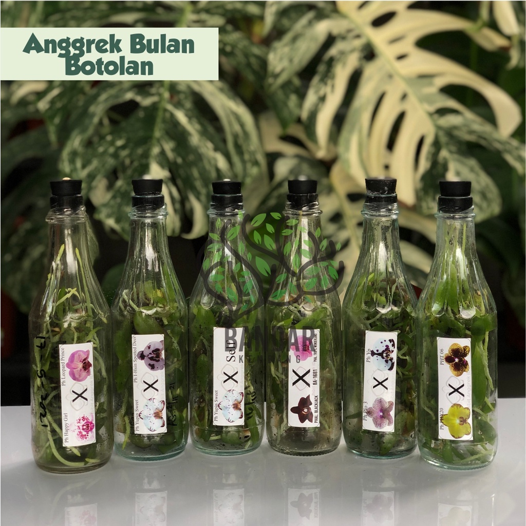Jual Anggrek Bulan Botolan Taiwan Bunga Besar Bibit Anggrek Bulan ...