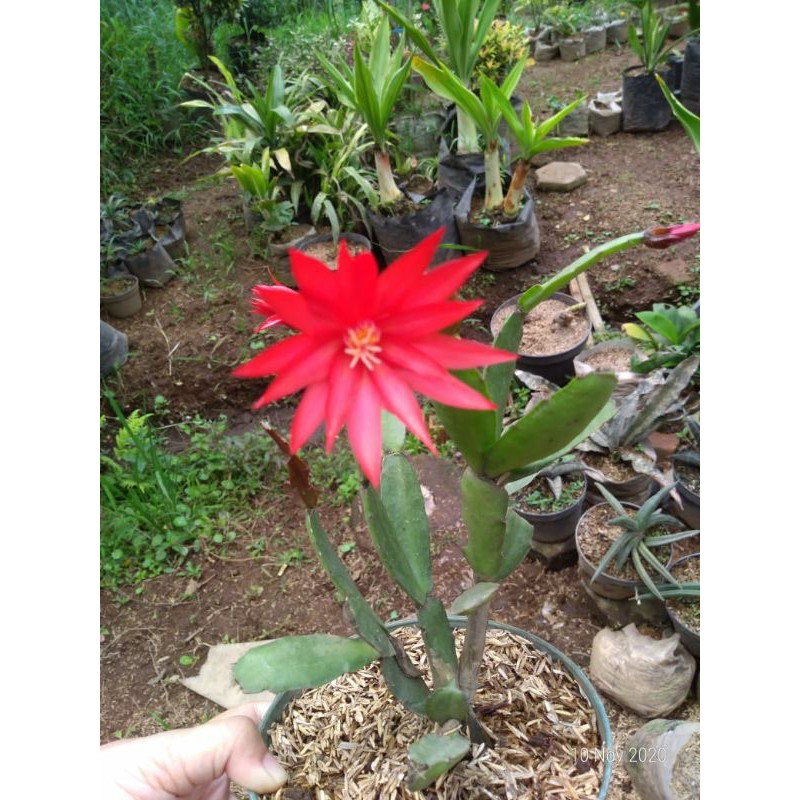 Jual vijaya kusuma kepiting bunga merah/pink/ungu | Shopee Indonesia