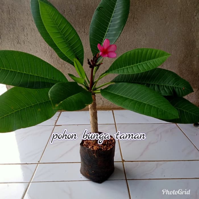 Jual tanaman hias Kamboja merah/pohon Kamboja Bali bunga merah | Shopee ...