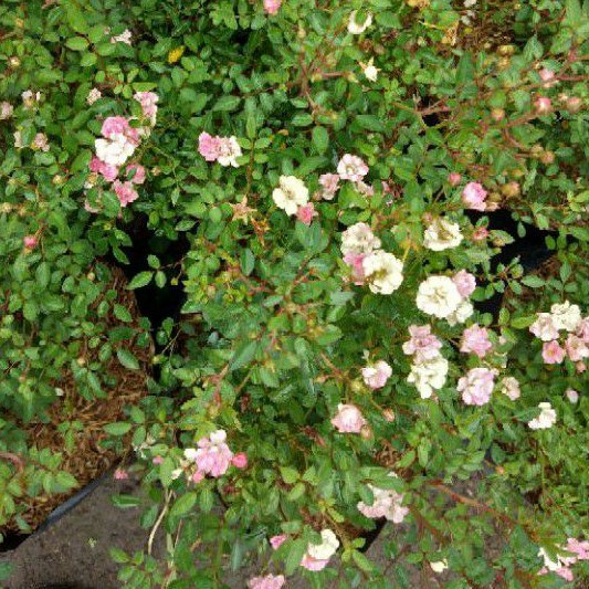 Jual Tanaman Bunga Baby Rose (Mawar Mini) / Rosa Multiflora Plant ...