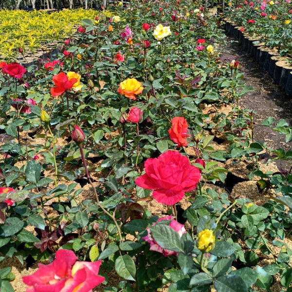 Jual Bunga Mawar Cantik Tanaman Hidup Mawar Sudah Berbunga Murah Meriah Merkualitas | Shopee ...