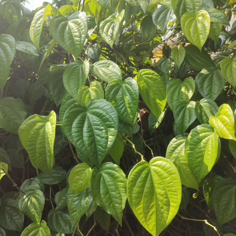 Jual daun sirih 1 KG daun sirih hijau untuk herbal / jamu / obat ...