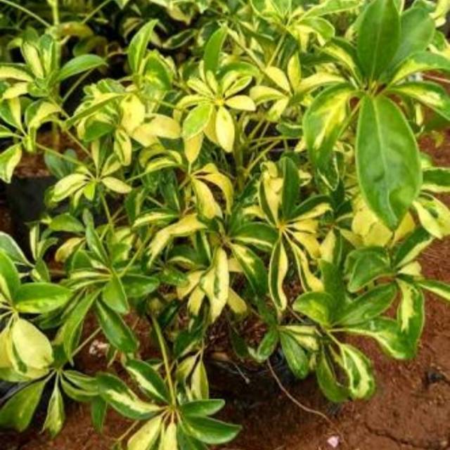 Jual tanaman hias walisongo variegata | Shopee Indonesia