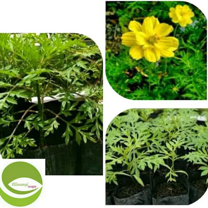 Jual Pusat Benih Tanaman. Bibit Tanaman Kenikir Bunga Kuning/Daun ...