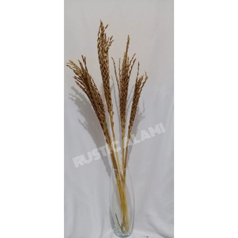 Jual dried gandum - bunga Jagung kering - rustic - bunga kering - dried ...