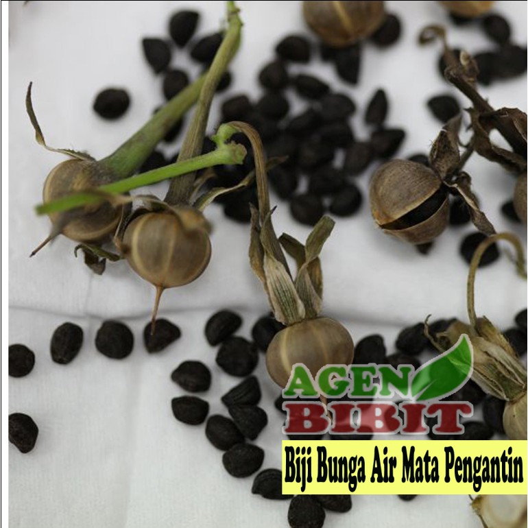 Jual Benih Biji Bunga Air Mata Pengantin Pink - Isi 10 Butir | Shopee ...