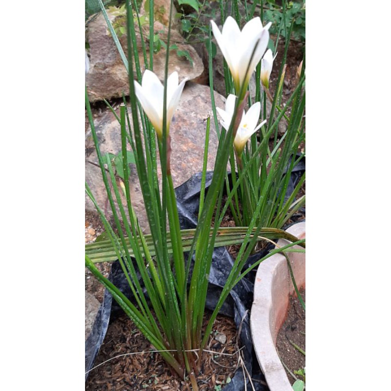 Jual Bunga Lili Putih Terlengkap & Harga Terbaru Juni 2026 | Shopee ...