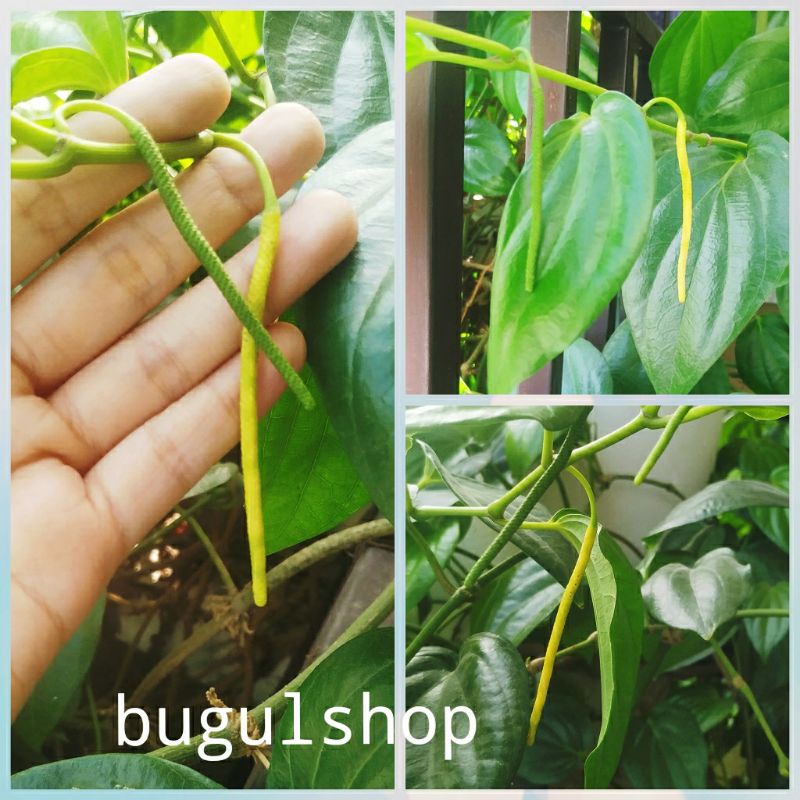 Jual Buah/Bunga Segar Pohon/ Tanaman Sirih Hijau (bunga obat) | Shopee ...