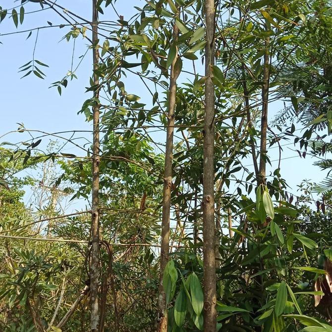 Jual tanaman pelindung damar - pohon damar uk.3 meter | Shopee Indonesia